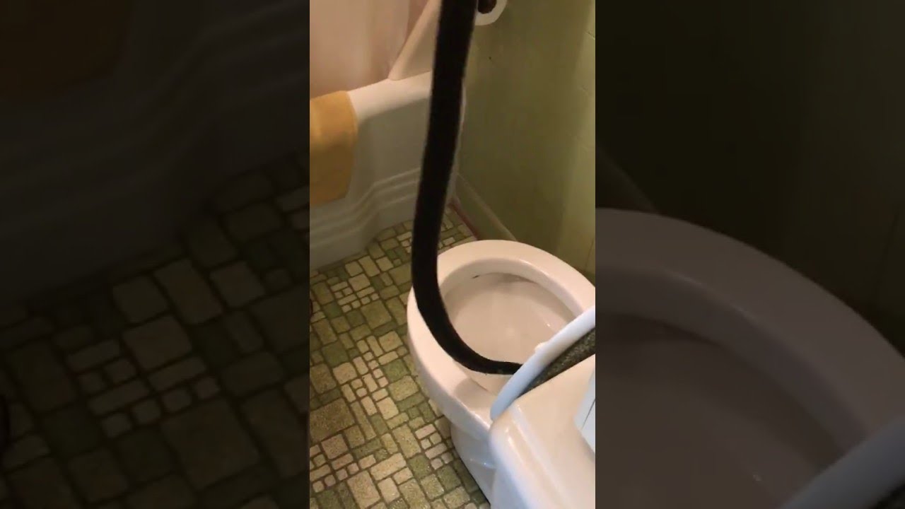 Snake in the Toilet || ViralHog - YouTube