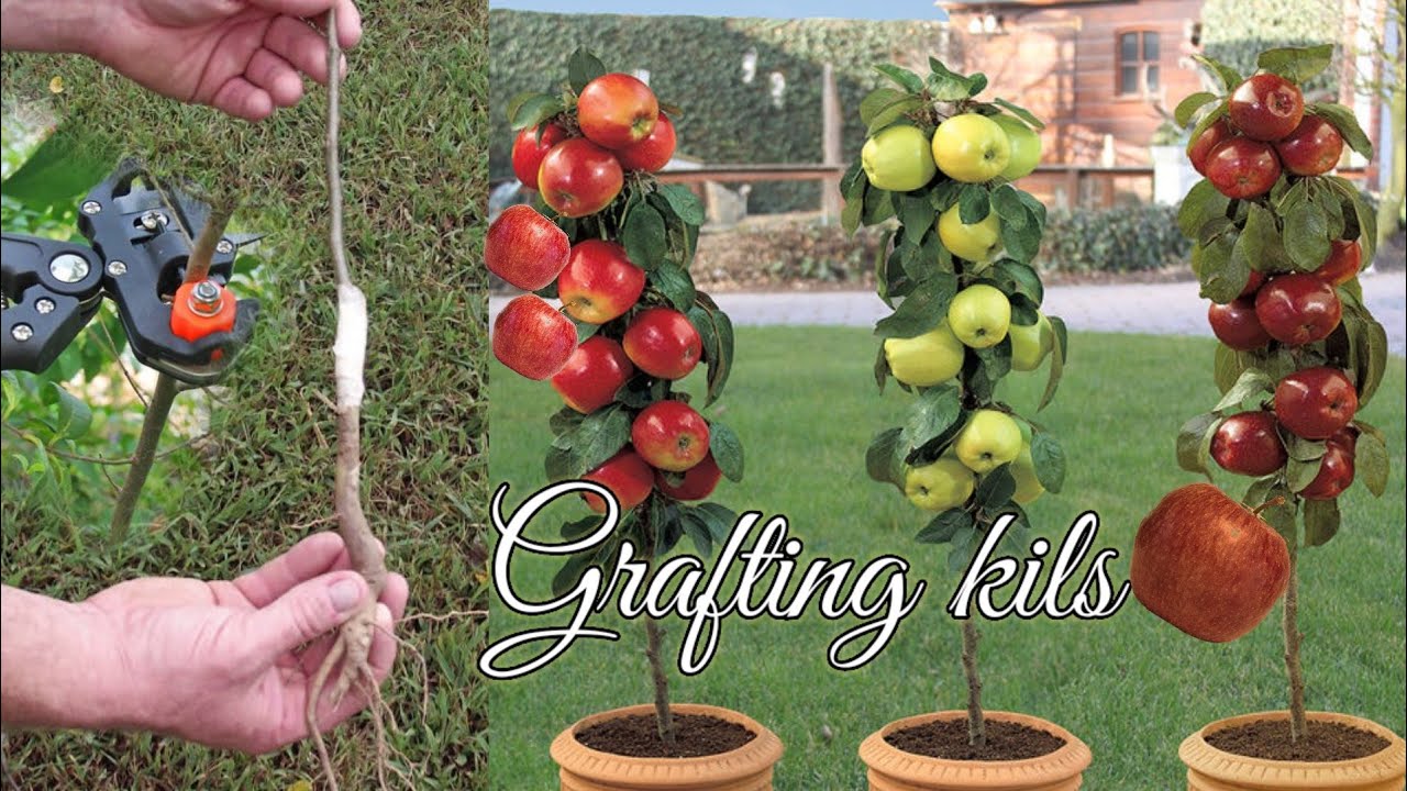 how to grow apple gardening best video - YouTube