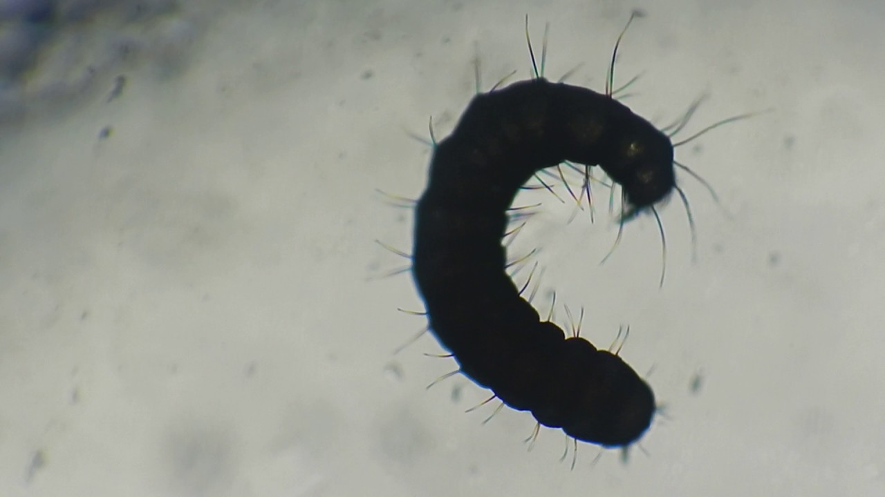 Larva de Pulga de gato (Ctenocephalides felis) - YouTube