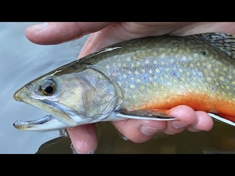 Little Black Stonefly Dry (Fly tying) - YouTube