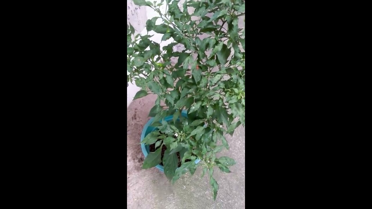 Pruning a chilli plant update after 10 Months - YouTube
