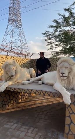 Middle lion Shiekh 🇦🇪 dubai #lion #tiger #bigcat #dubai #animal #cat ...