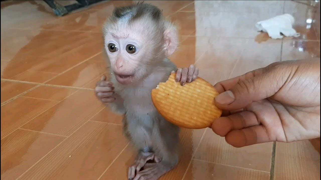 Baby Monkey Molly Very Like to Eat Cookies - YouTube