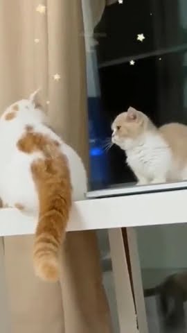 Crazy and funny cats |viral videos 😹 #cats #funny #trending #buzzi # ...