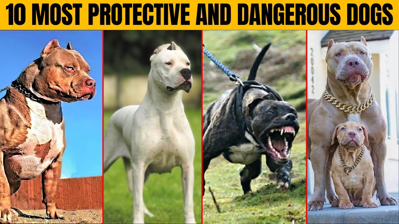 The 10 Most Protective and Dangerous Guard Dogs. - YouTube