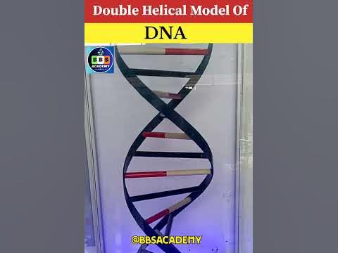 Structure of DNA || Double Helical Model #shorts#biology#dna - YouTube