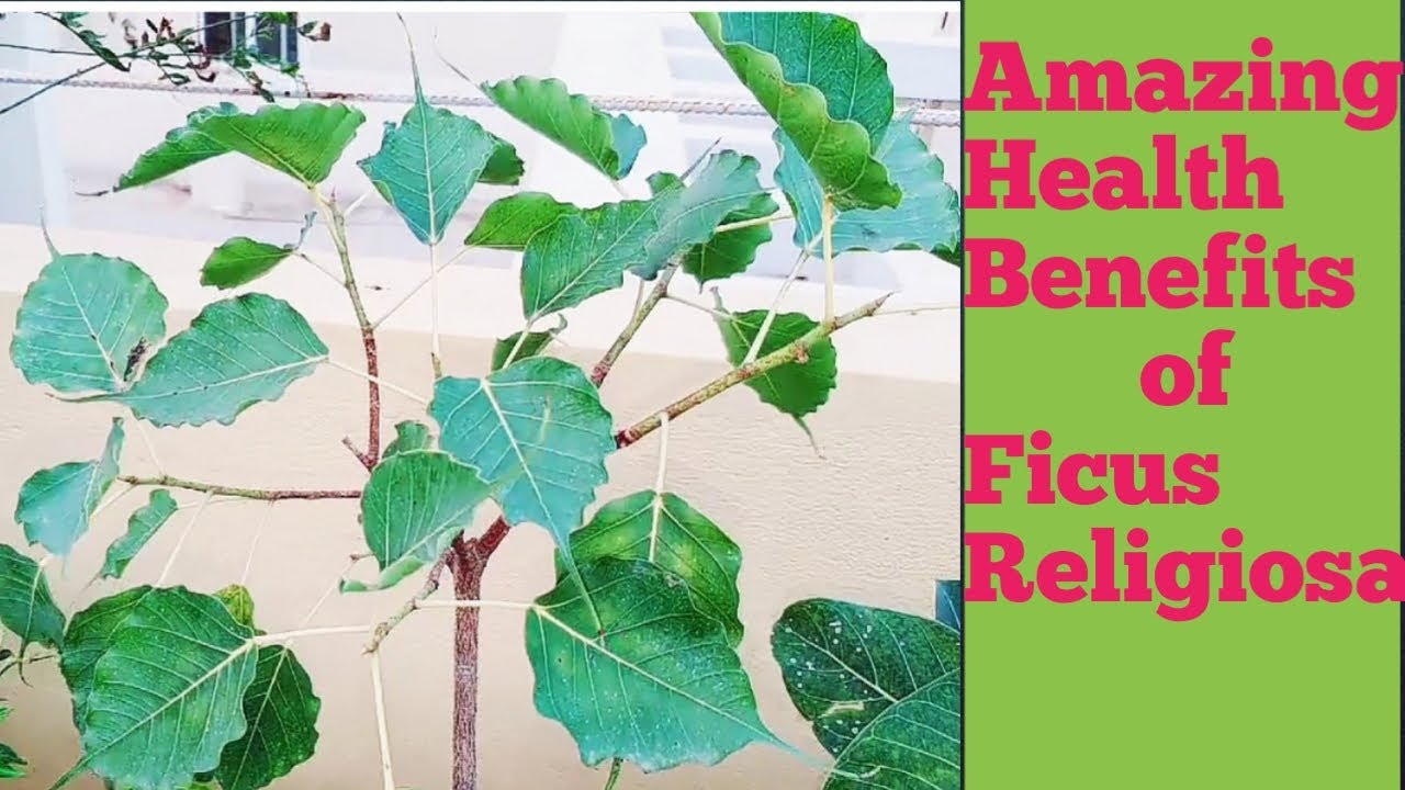 Amazing Benefits of Ficus Religiosa| Ravi Chettu| Peepal tree|Sacred ...