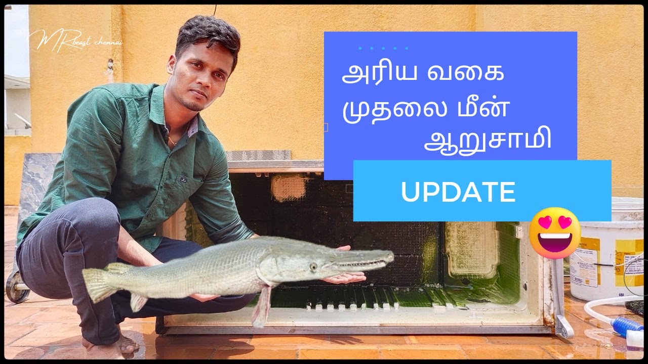 Cleaning oru monster fish fridge tank 🥵|alligator gar update 🔥|fishing ...