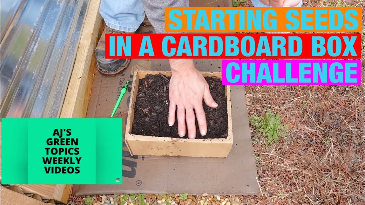Starting seeds in a cardboard box challenge @AJsGreenTopics # ...