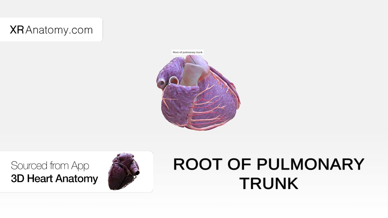 Root of pulmonary trunk - YouTube