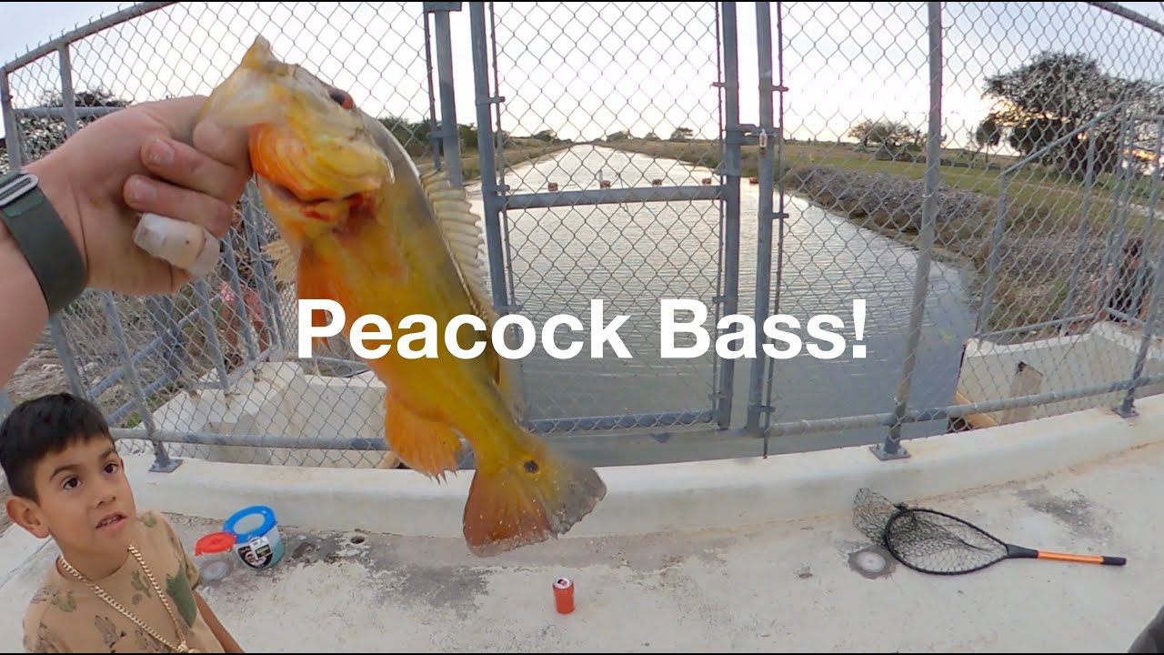 Florida 3 of 4: Peacock Bass Fishing Lake Ida and canals - YouTube