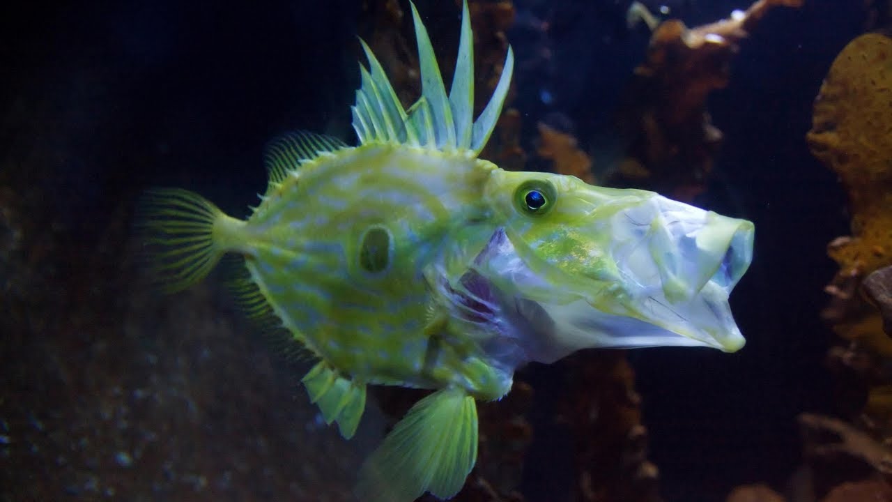 Aliens of the Abyss: The Weirdest Creatures in Deep Sea Ecosystems ...