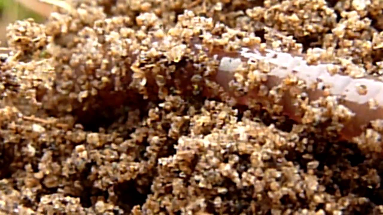 Earth Worm crawling... - YouTube