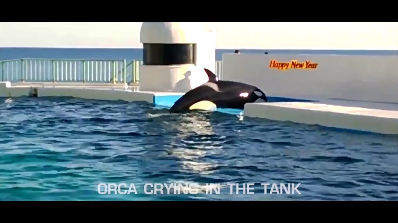Orca Killer whales crying for their family - YouTube