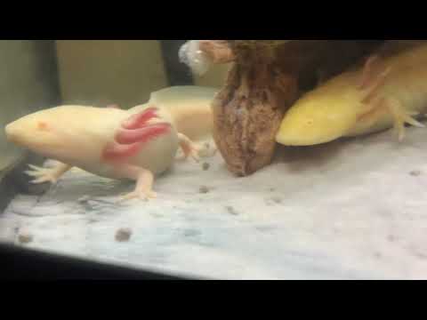 Axolotls recognize their owners!! (and their fingers) - YouTube