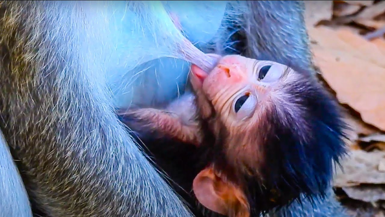 VERY BABY MONKEYS SWEET MILK.LOOK LIKE VERY HUNGRY TRY FAST TO DRINK SWEET MILK MOMMY.|MONKEYS ...