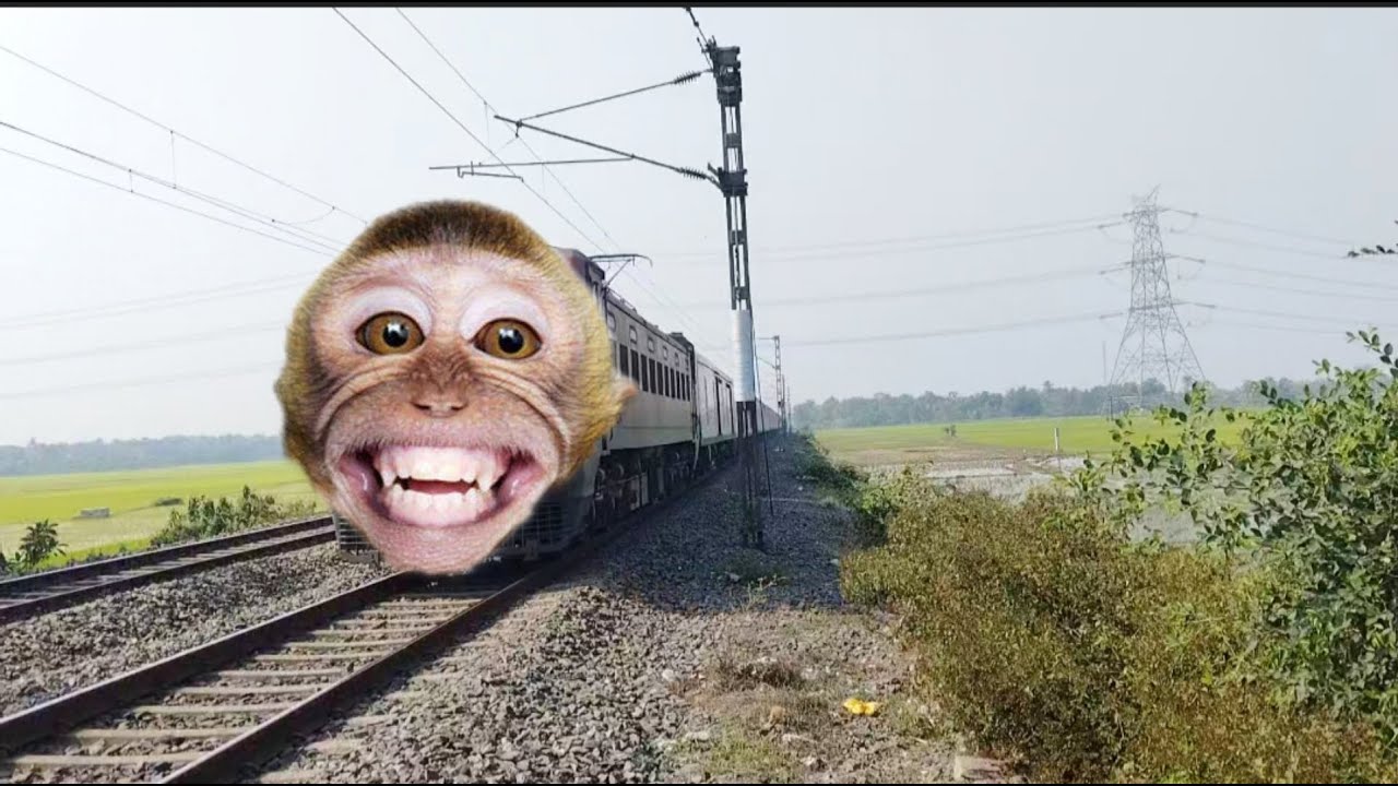 Dangerous Monkey Face Kolkata Garib Rath Express Furious Passing At ...