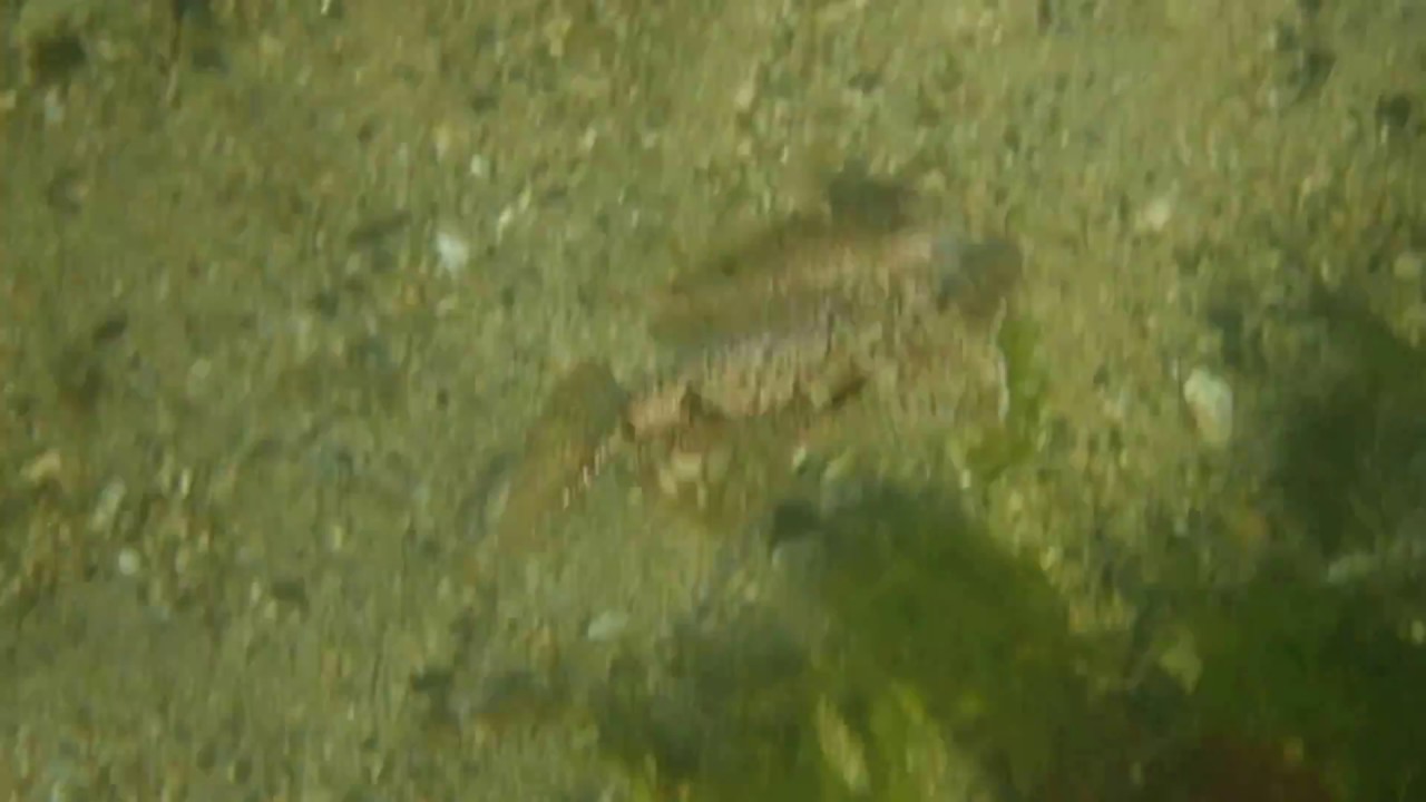 two fish mating - YouTube