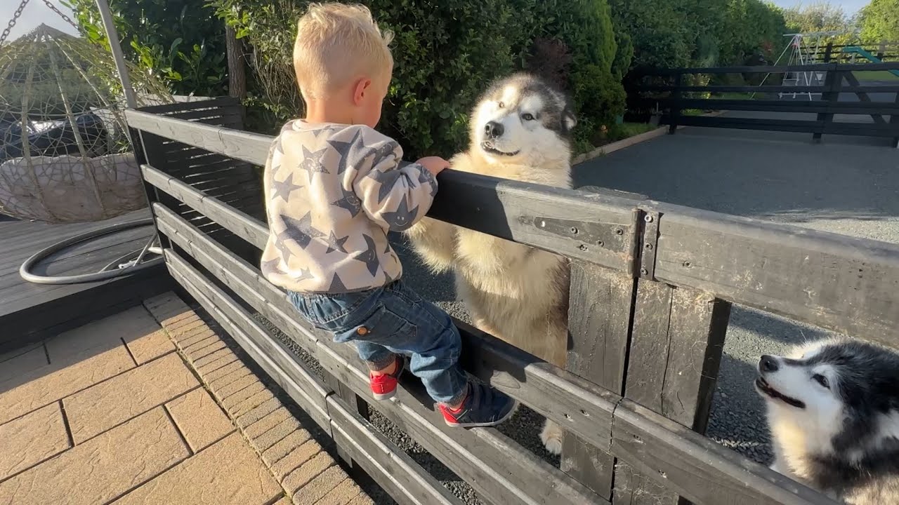Adorable Baby Boy Tries To Help Dogs Escape! (Cutest Ever!!) - YouTube