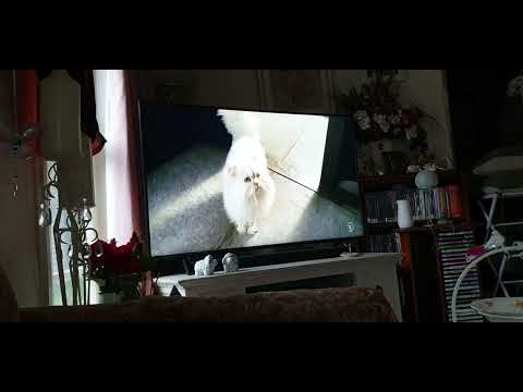 Stuart Little 2 Part 16 Falcon Drops Stuart Scene & Part 17 Snowbell ...