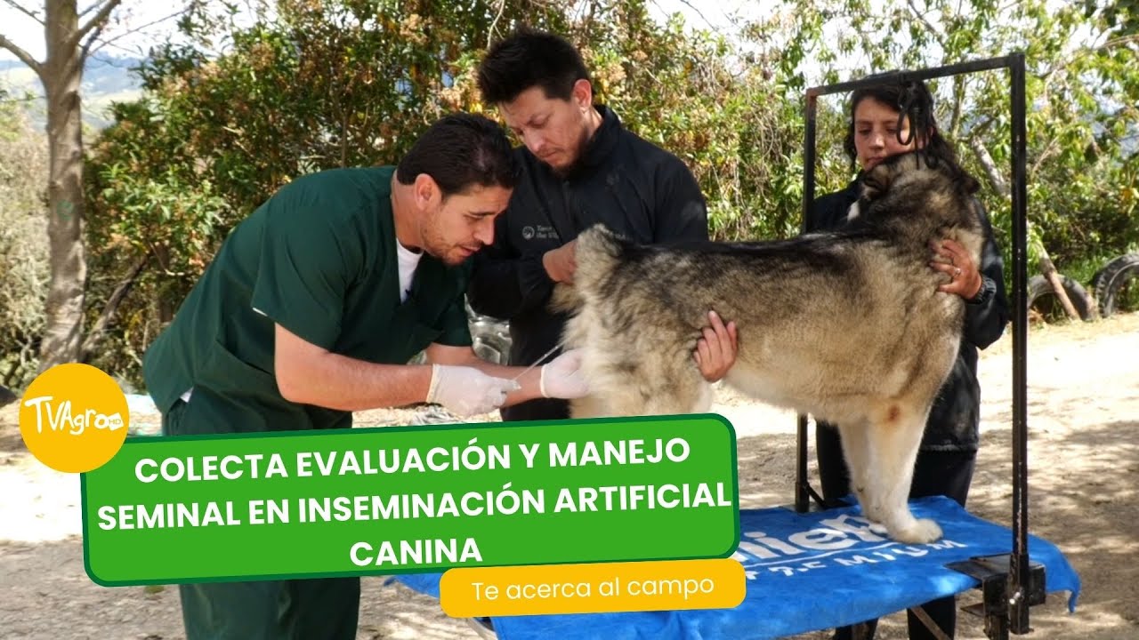 Colecta, evaluación y manejo seminal artificial canino- TvAgro por Juan ...