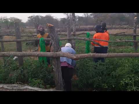 0775051066.Taguta farm circle G subdivision 6 Kwekwe. trinity tomatoes ...