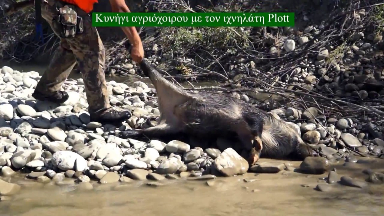 ΚΥΝΗΓΙ ΑΓΡΙΟΧΟΙΡΟΥ ΜΕ ΤΟΝ ΙΧΝΗΛΑΤΗ PLOTT (ΙΧΝΗΛΑΤΕΣ Νο17) - YouTube
