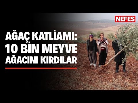 Ağaç katliamı: 10 bin kök meyve ağacını kırdılar