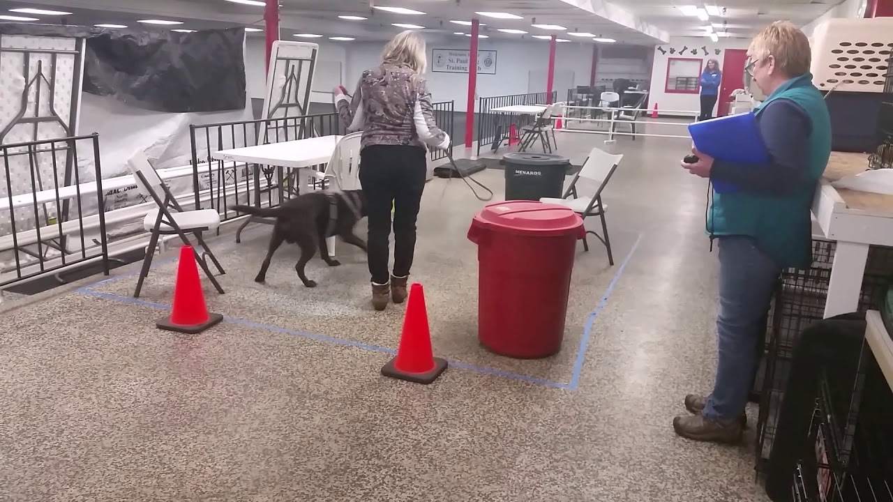 Baron Novice Interior Searches AKC Scent Work SPDTC 12.9.18 - YouTube