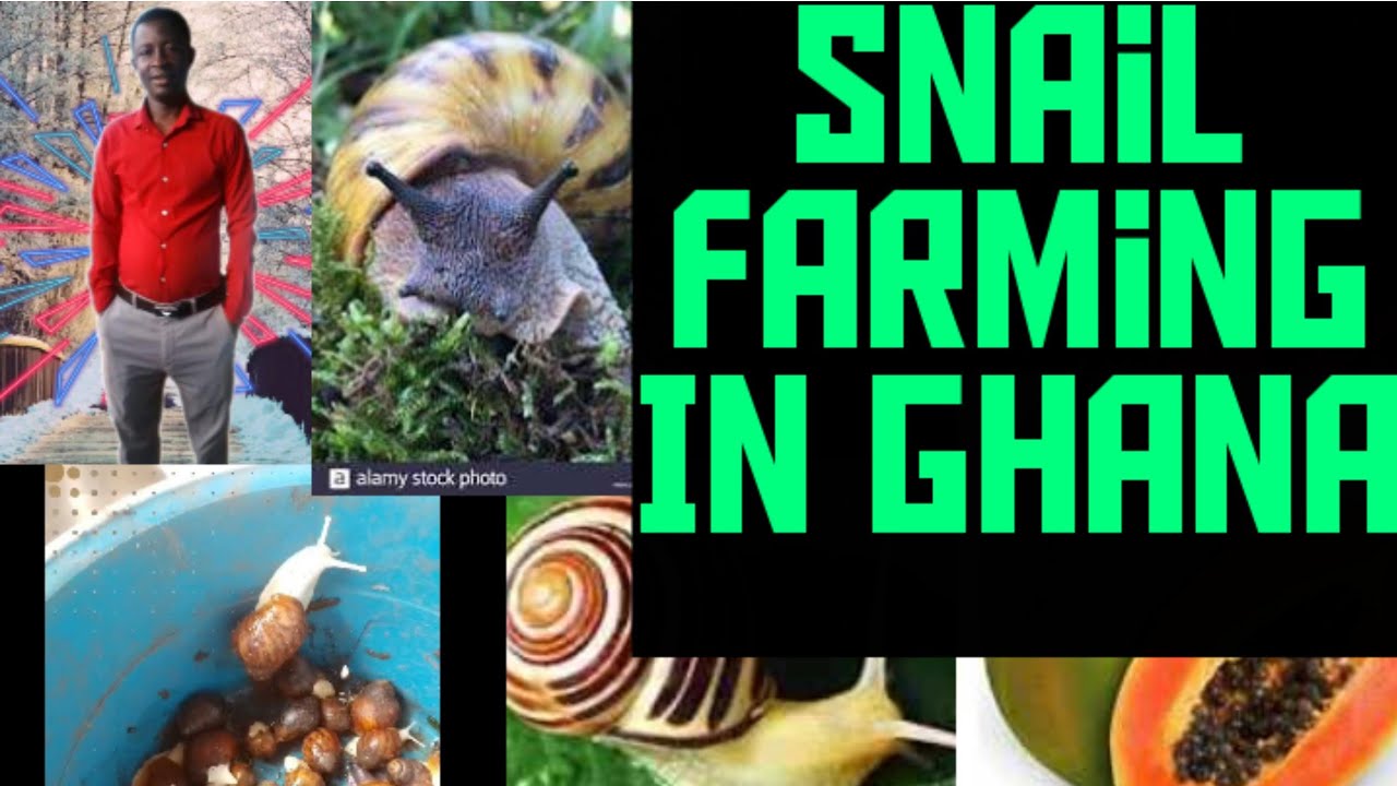 Snail farmer in Ghana - YouTube
