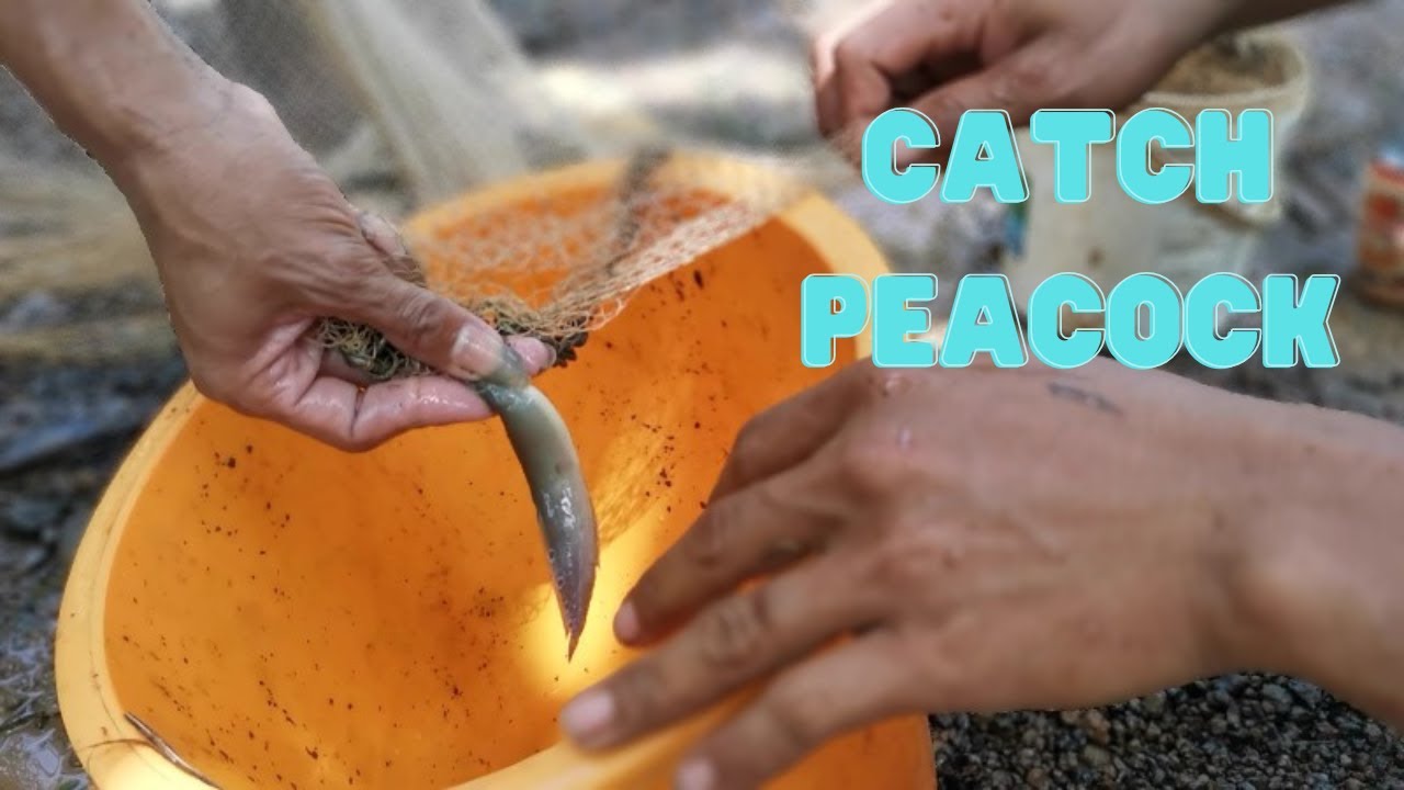 Unbelievable Cast Net Catch Peacock Eel | The Hardest Fish To Catch And ...