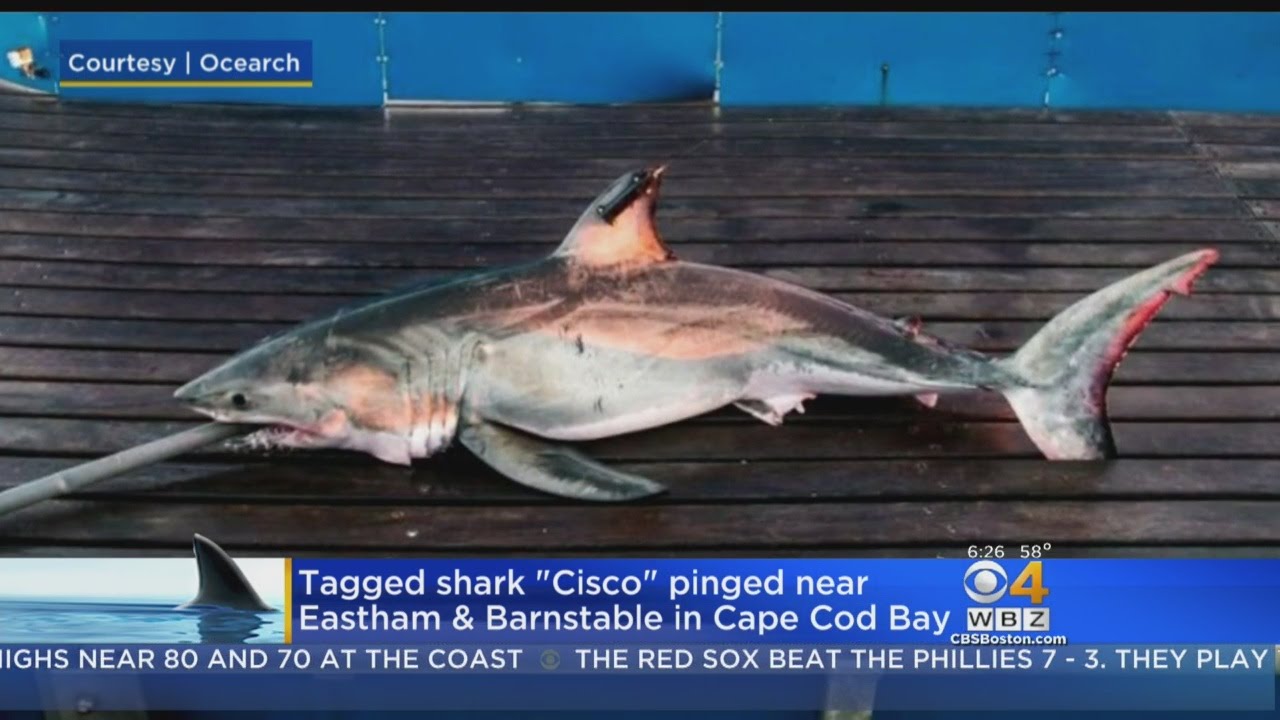 Tagged Shark 'Cisco' Pinged In Cape Cod Bay - YouTube