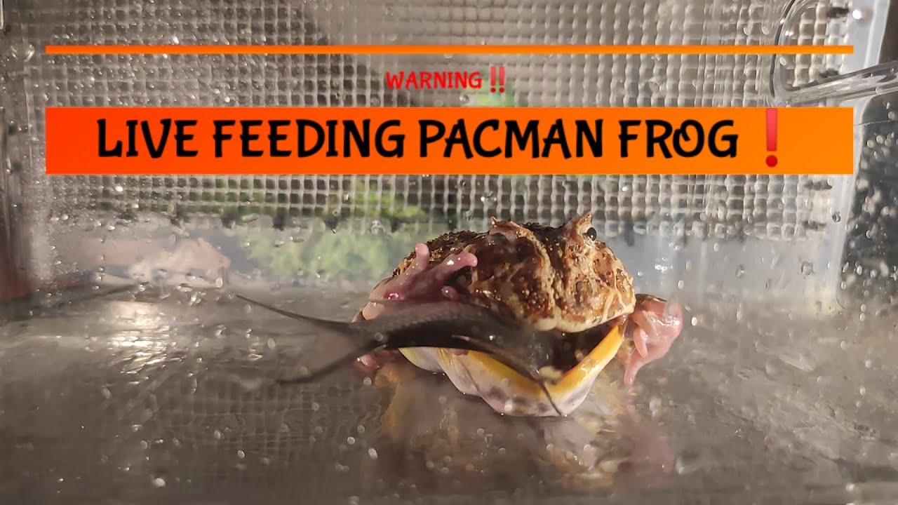 Black Tail Trinfoil Fish Menu Pacman Frog || Ikan Telan Hidup, Masih ...
