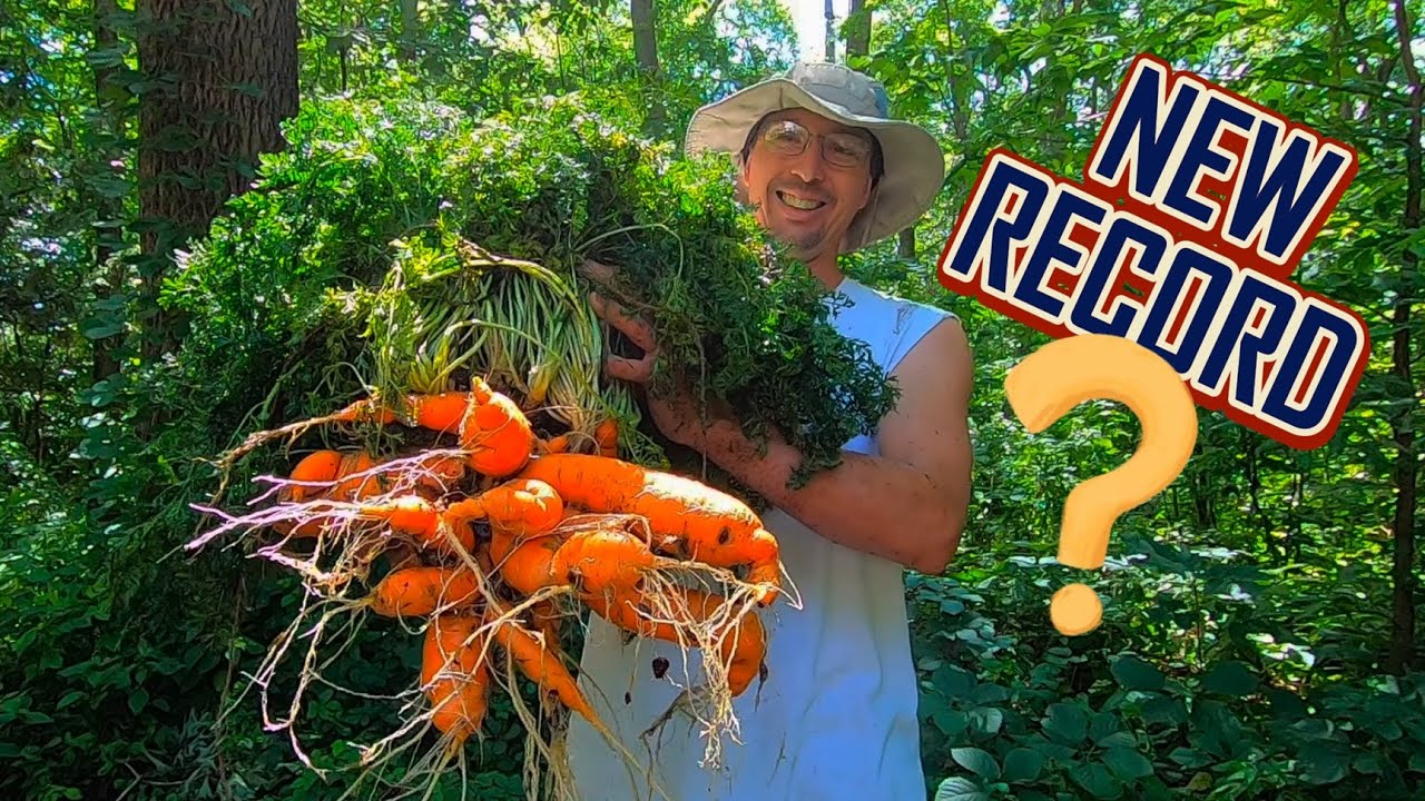 Record Setting Giant Carrot? Grown Indoors! Contest Conclusion! Grow ...