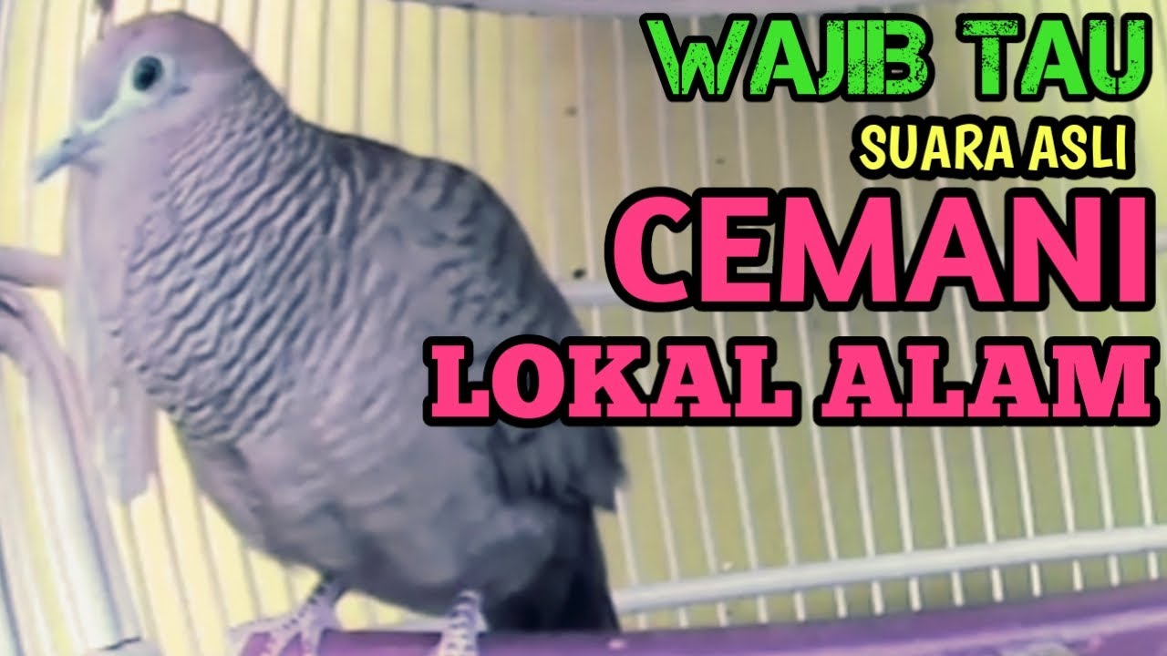ciri ciri perkutut cemani lokal alam dari suaranya - YouTube