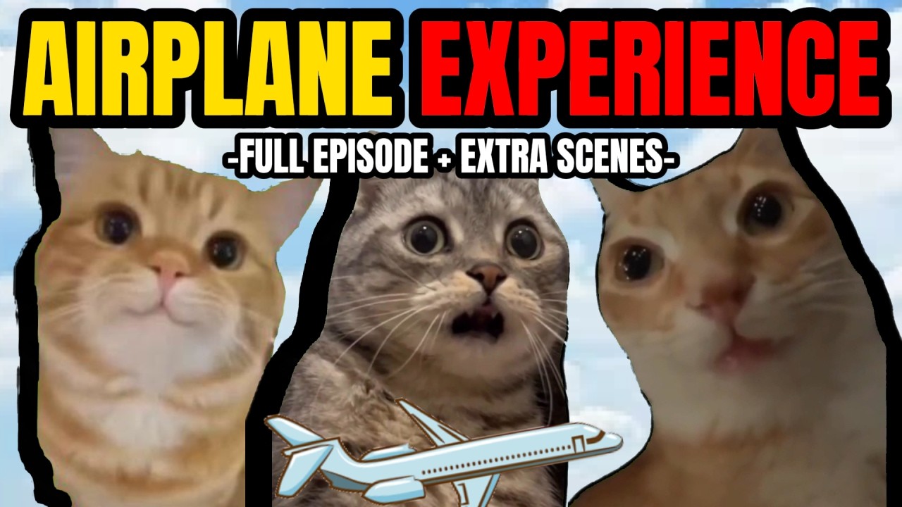 Cat Plane Memes