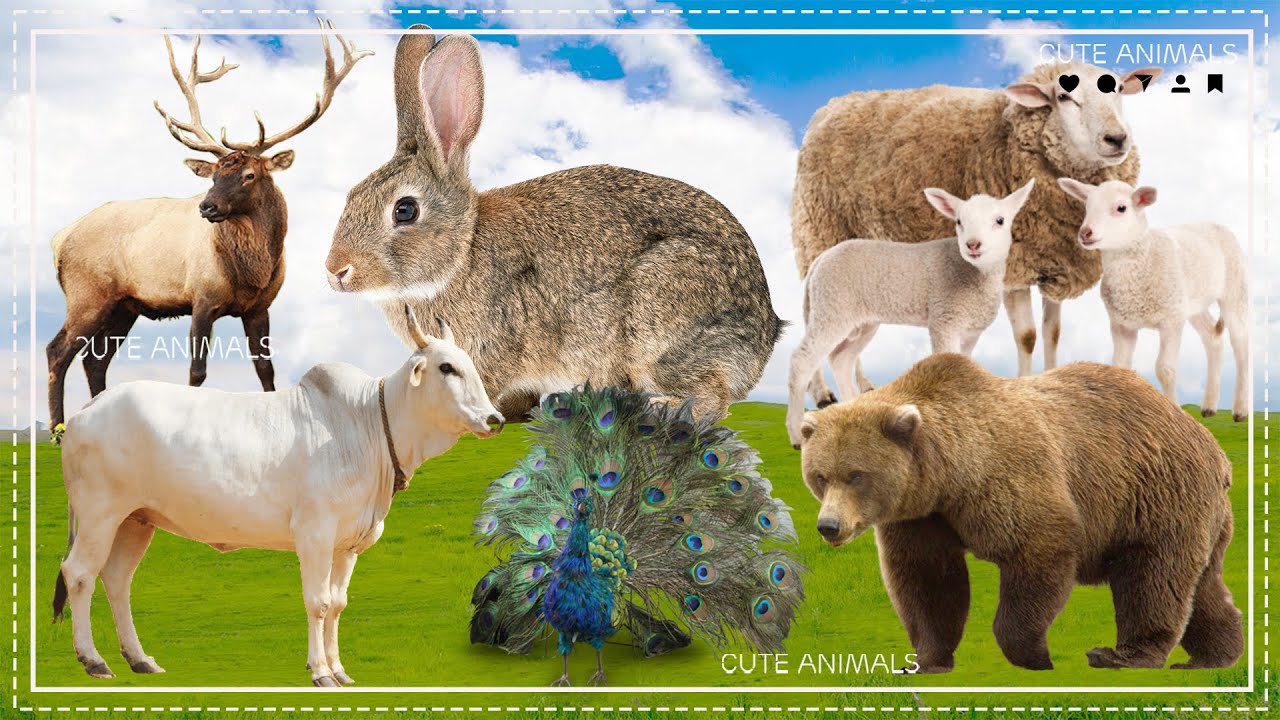Lovely Animal Sounds Around Us: Antelope, Rabbit, Sheep, Cow, Peacock ...