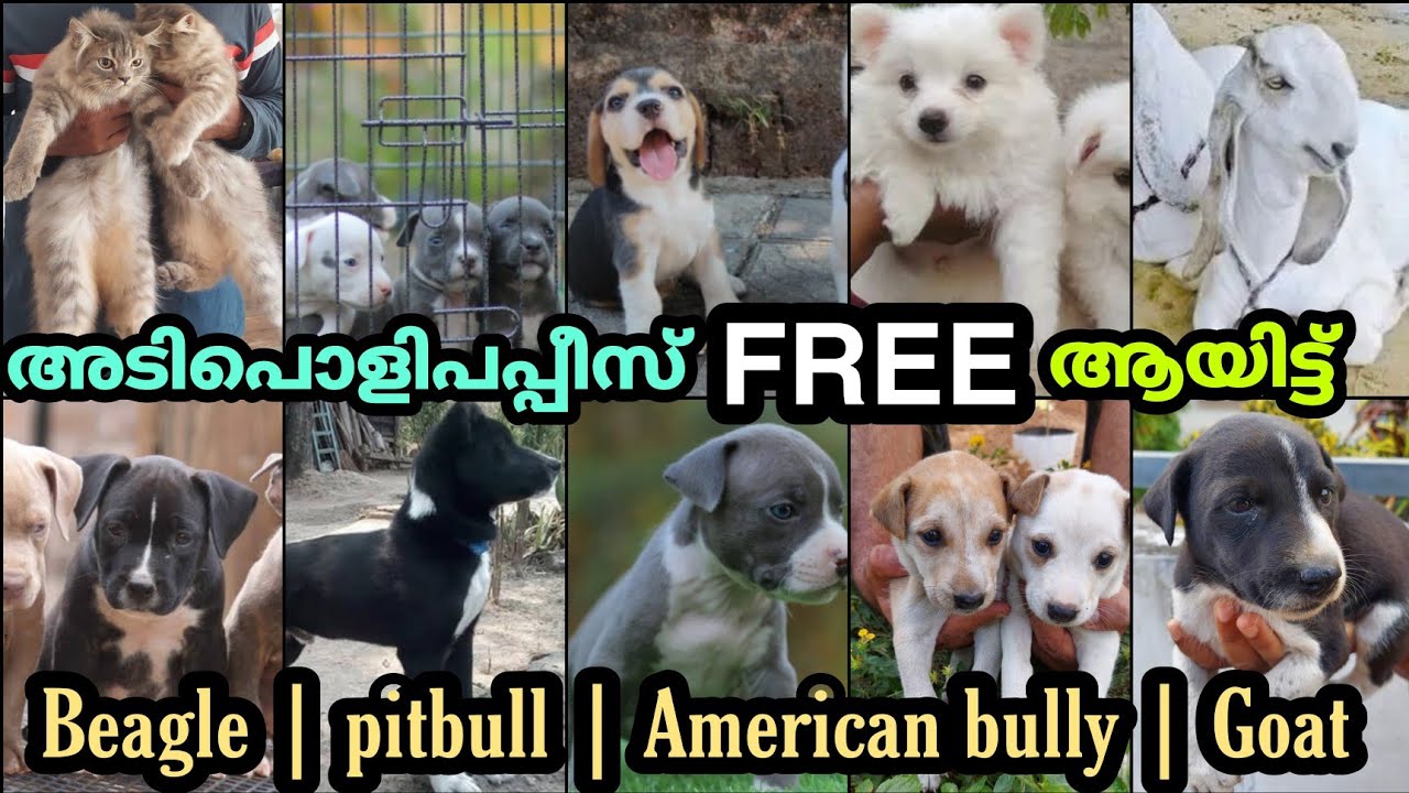 Pets for Sale | Free adoption puppies Available 🤩| Kittens In Low Price ...