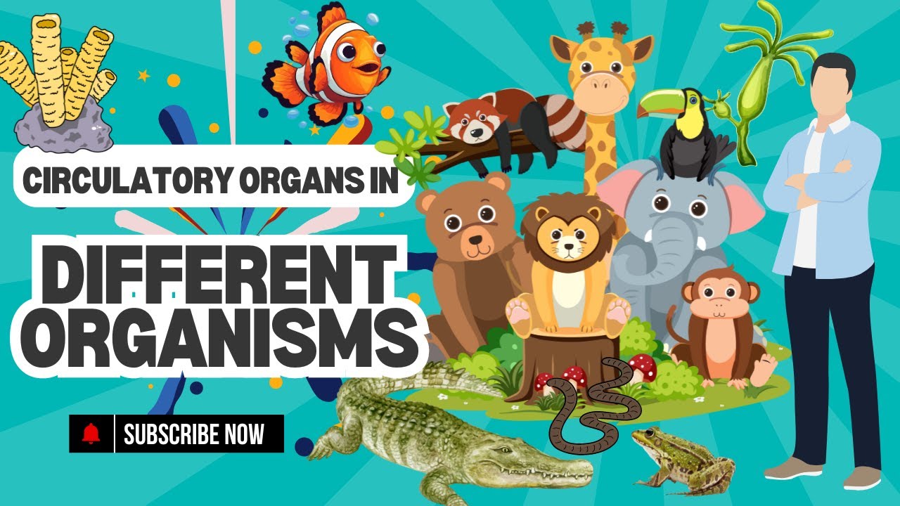 Circulatory System in Animals: Heart Types in Fishes, Frogs, Reptiles ...
