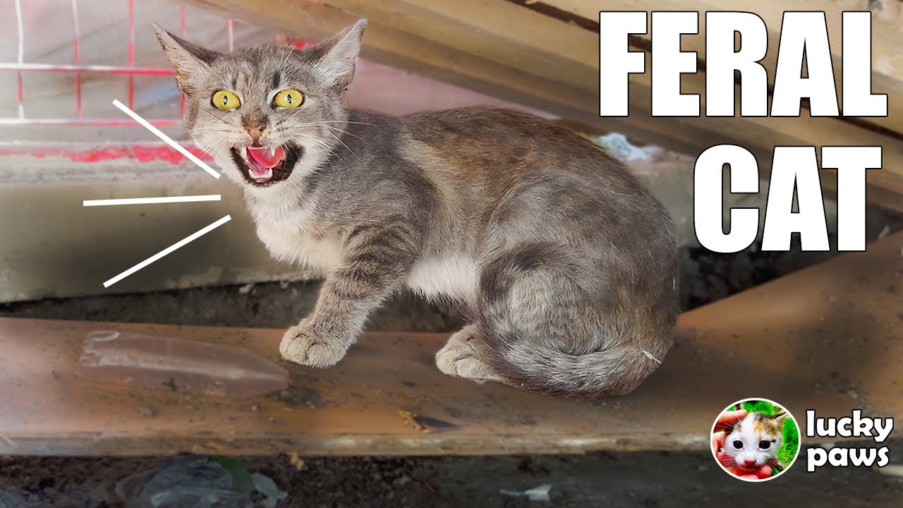 How to Approach and RESCUE a FERAL CAT - YouTube