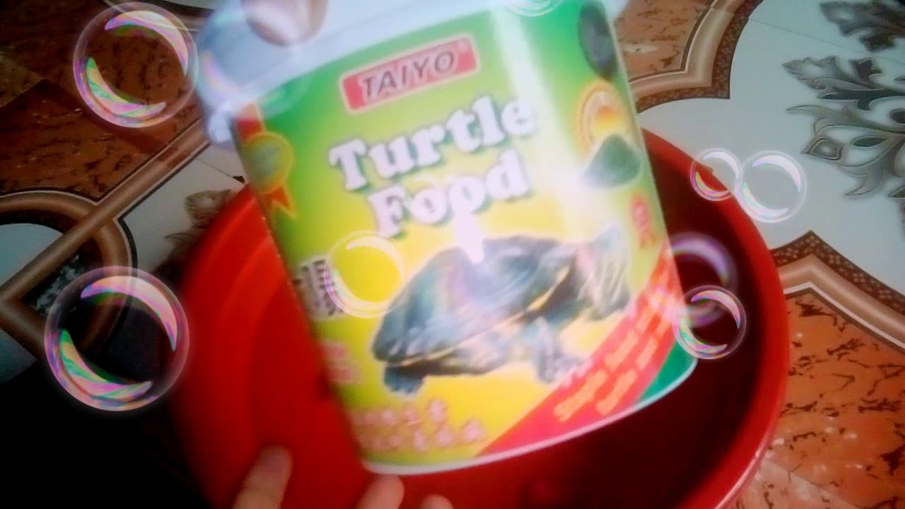 Flapshell turtle feeding a turtle food - YouTube