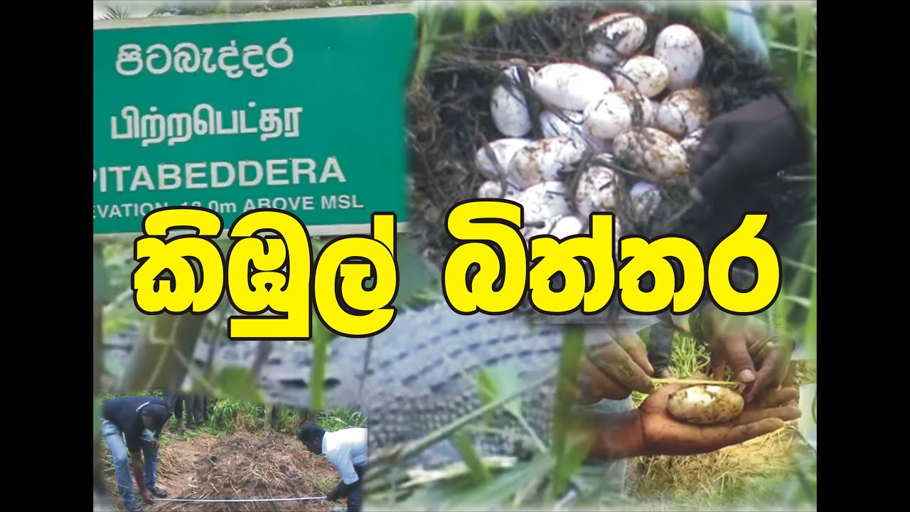 මෙන්න කිඹුල් බිත්තර - YouTube