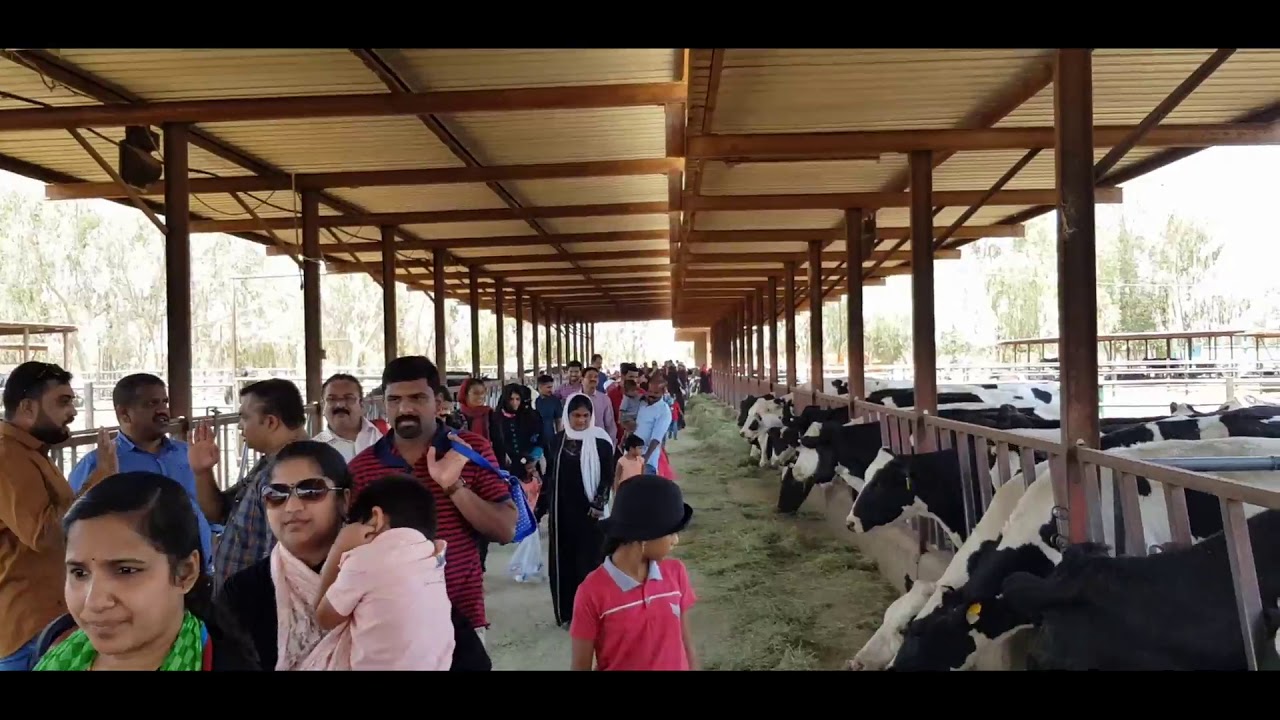 A visit to ASTRA FARM Tabuk - YouTube