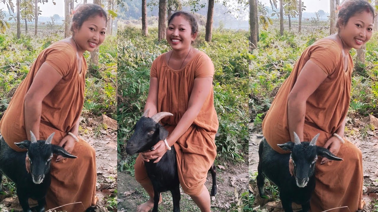 sheep riding goat | goat riding | goat riding village girl ️🙏 - YouTube