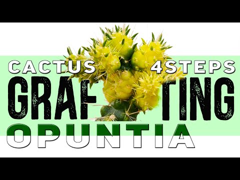 Cactus grafting in 4 EASY STEPS