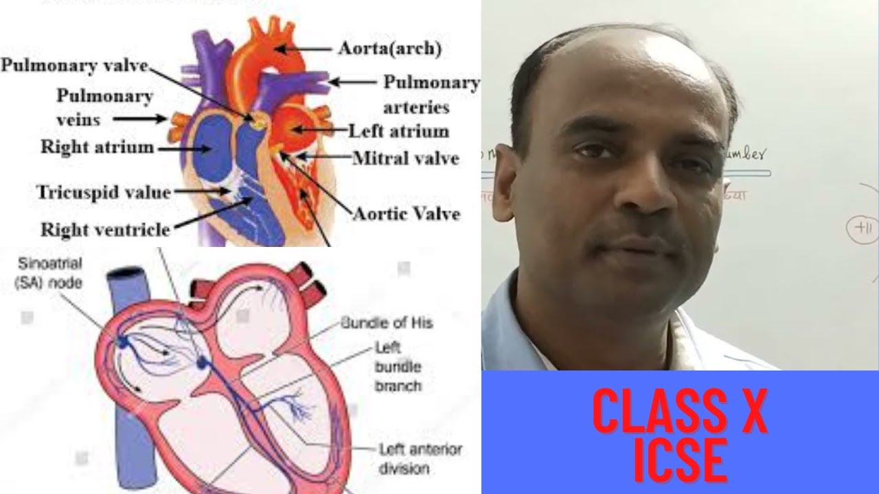 The Structure Of Heart Class 10 ICSE PhysicsWallah the-structure-of-heart-class-10-icse-physicswallah