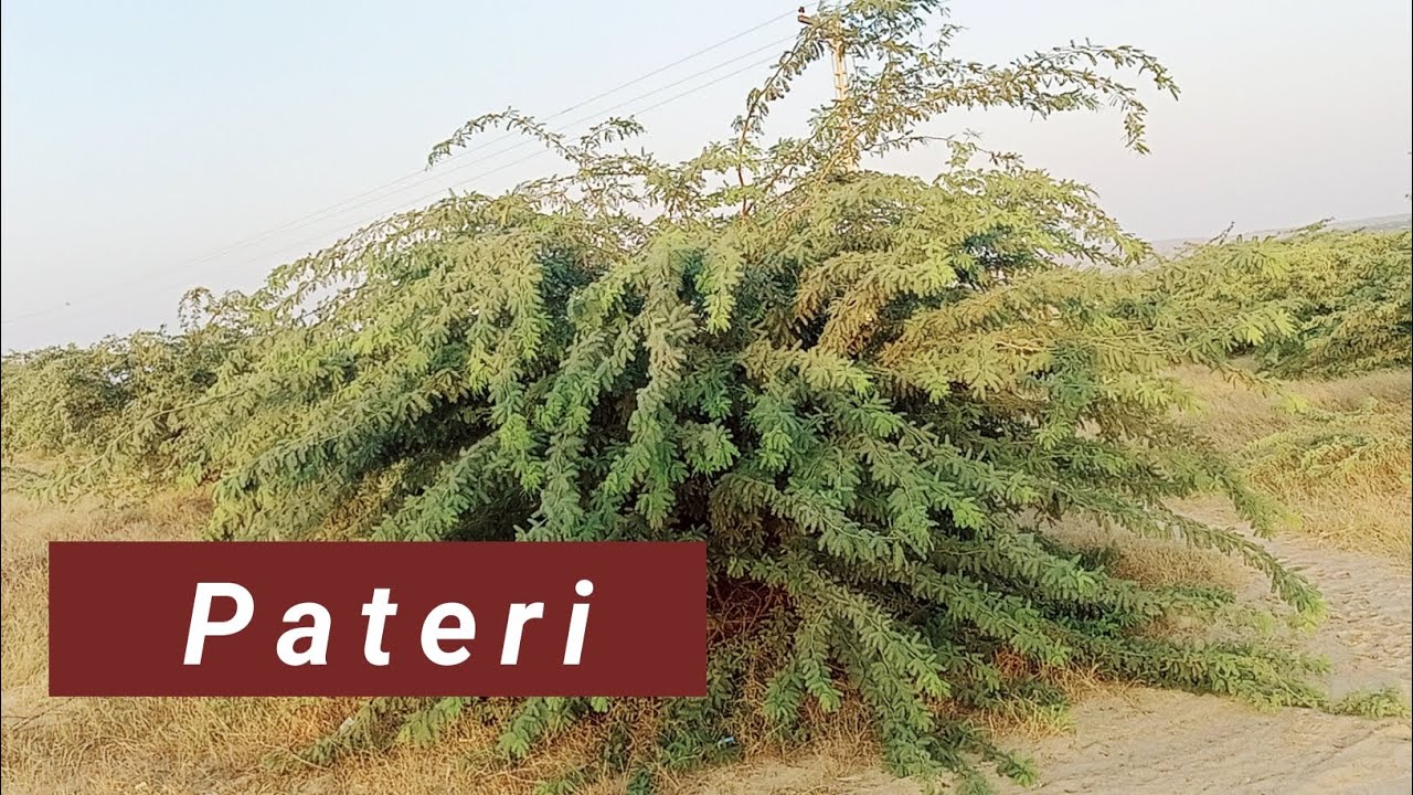 pateri village life l pateri - YouTube