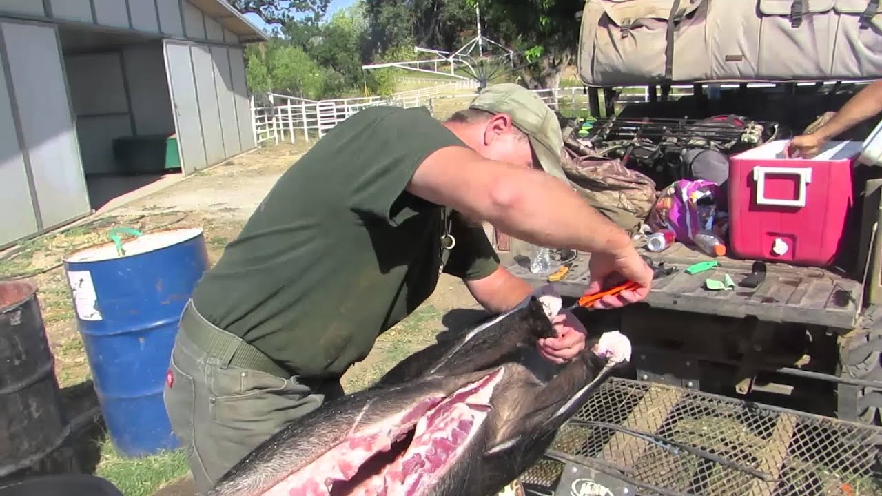 hog skinning 101ish - YouTube