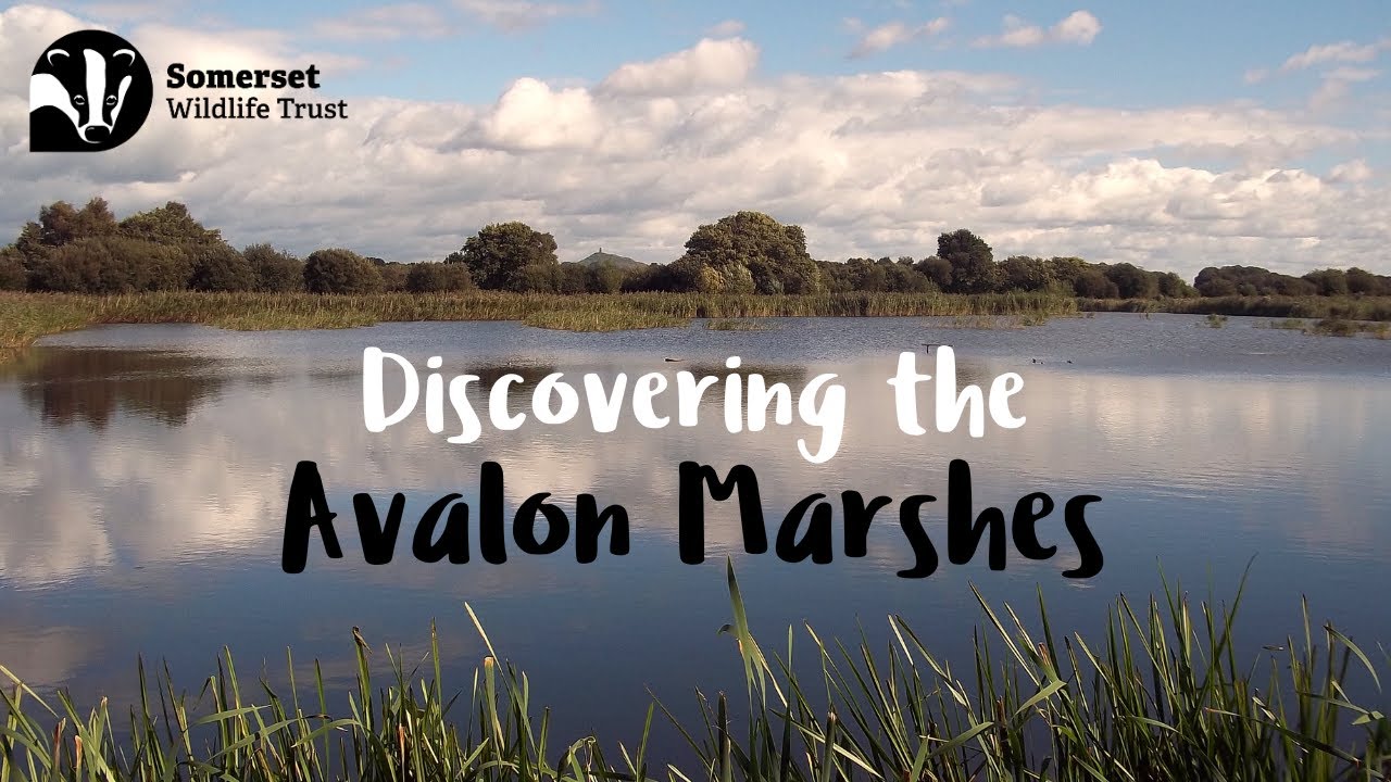 Discovering the Avalon Marshes - YouTube