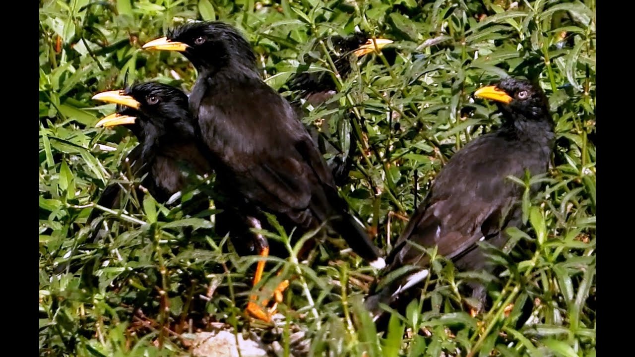 Great Mynas | Bird | Bird Watching | Wildlife | Forest | Wildlife ...